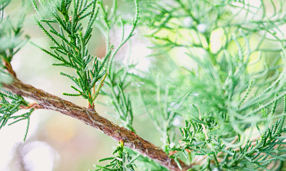 Cedar Collection