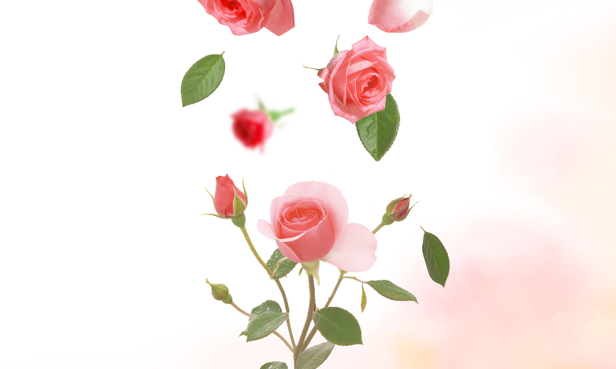 Island Rose Collection